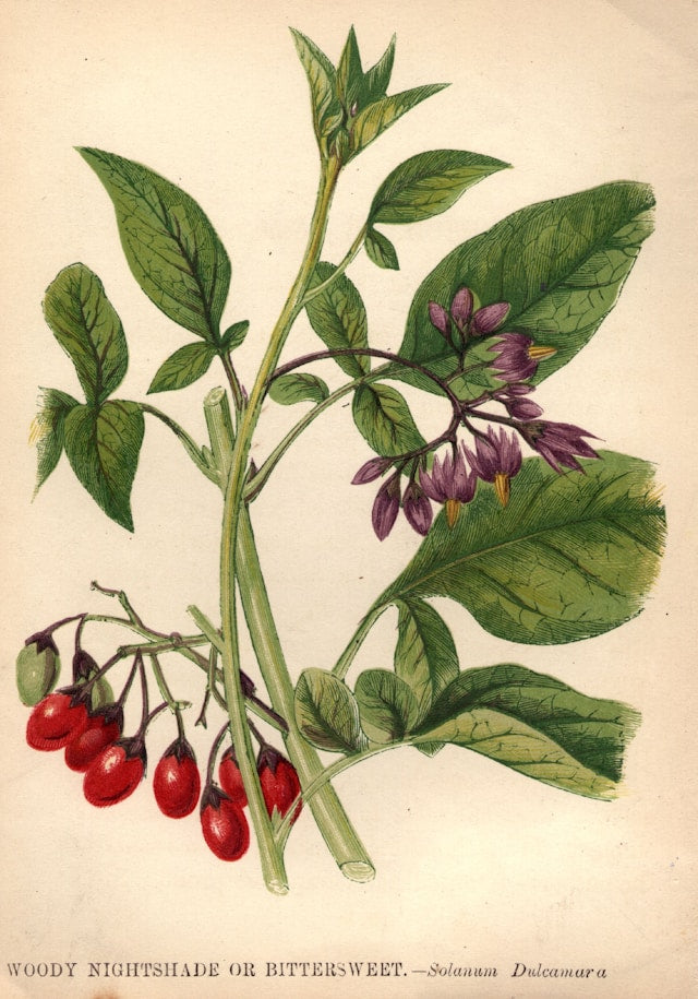 Is Berberine "Natural Ozempic"? The Truth & What You Need First ...